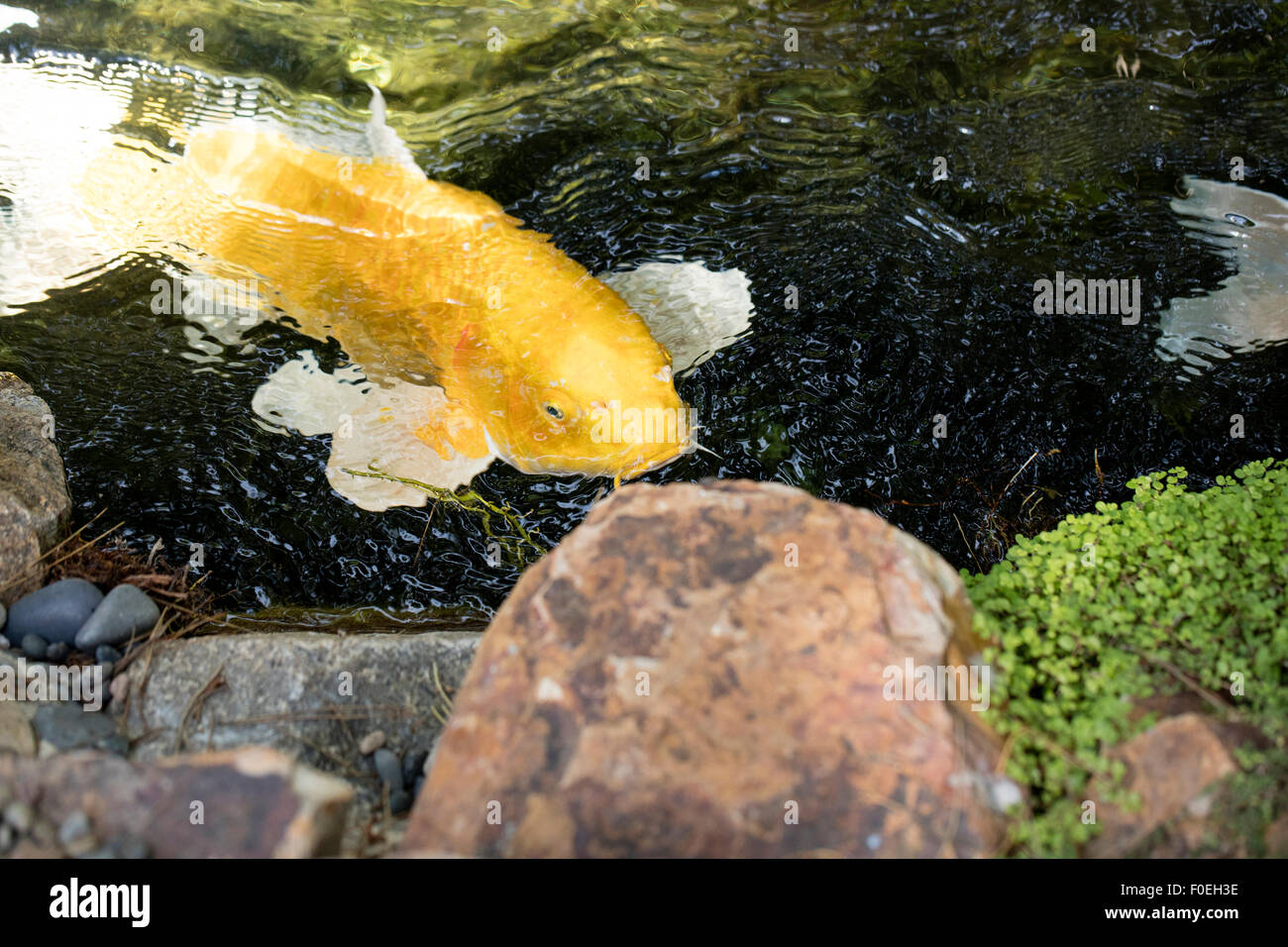 Golden Yellow Koi Carp Stock Photos & Golden Yellow Koi Carp Stock ...