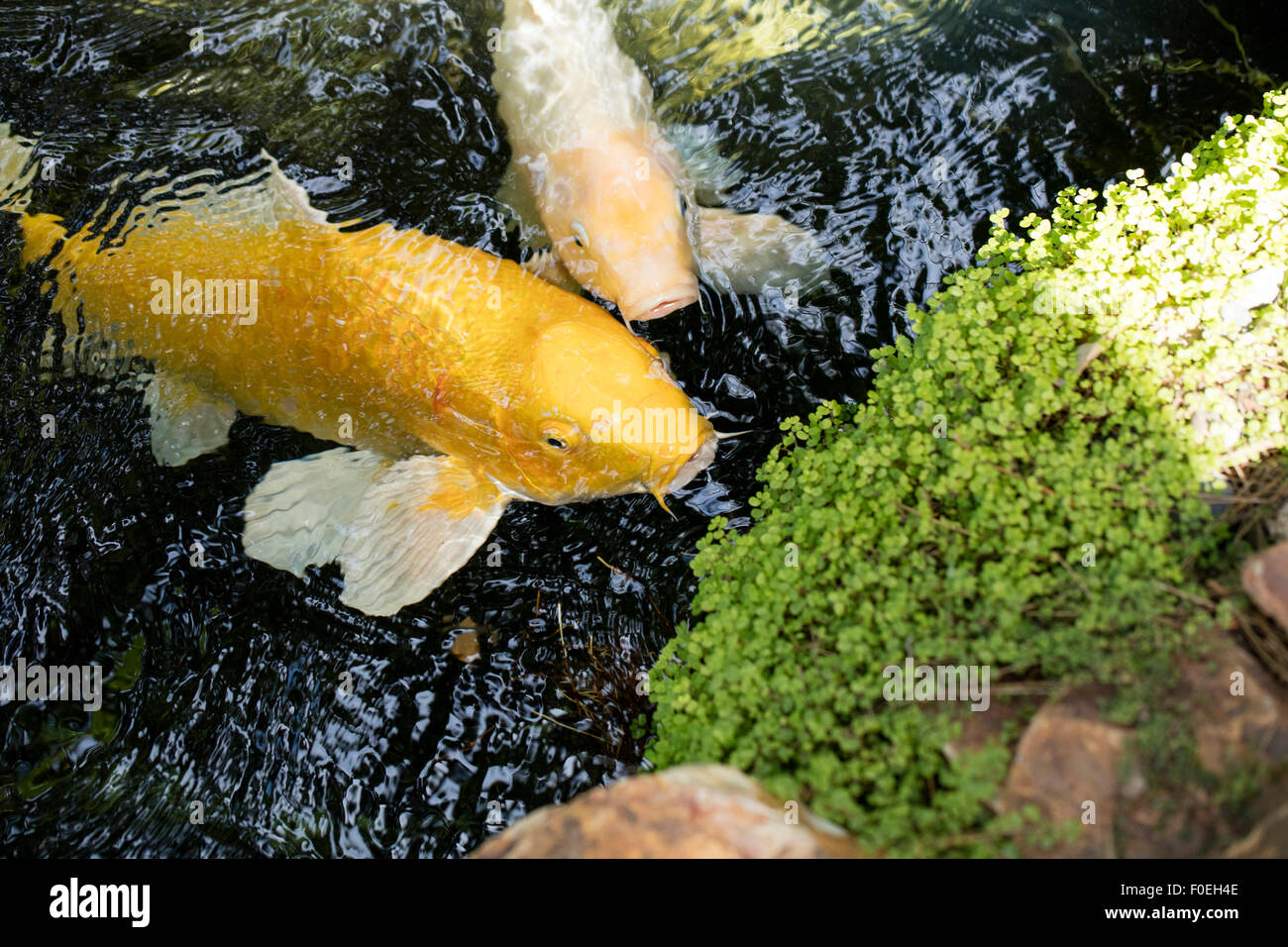 Koi swimming hi-res stock photography and images - Alamy