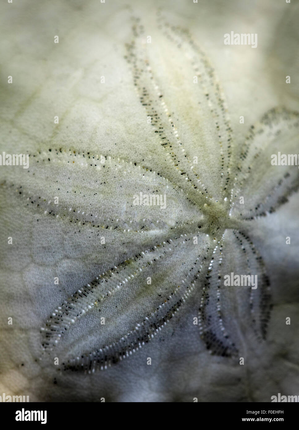 Dollar sea underwater hi-res stock photography and images - Alamy