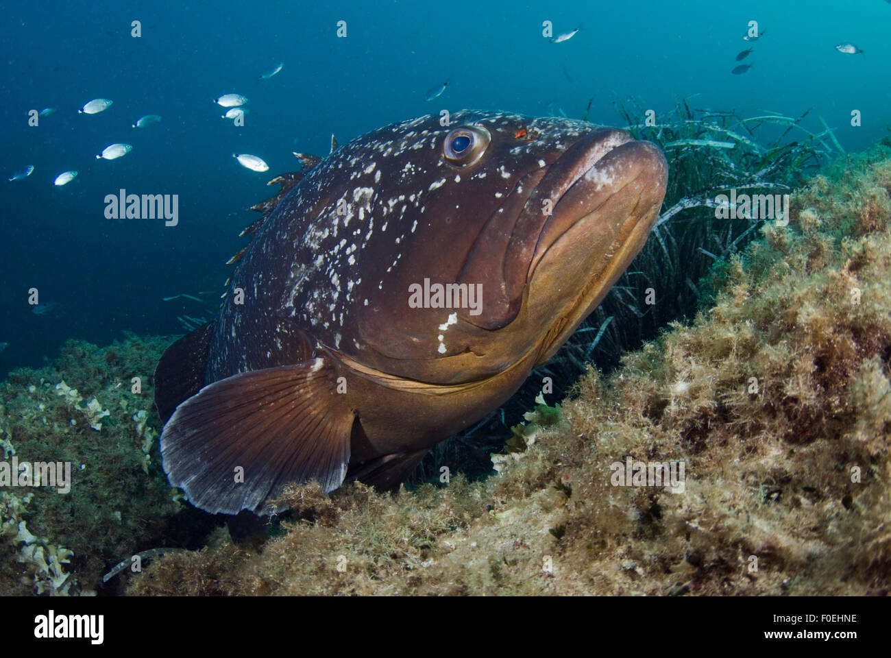 Dusky grouper (Epinephelus marginatus) by seagrass with other smaller ...