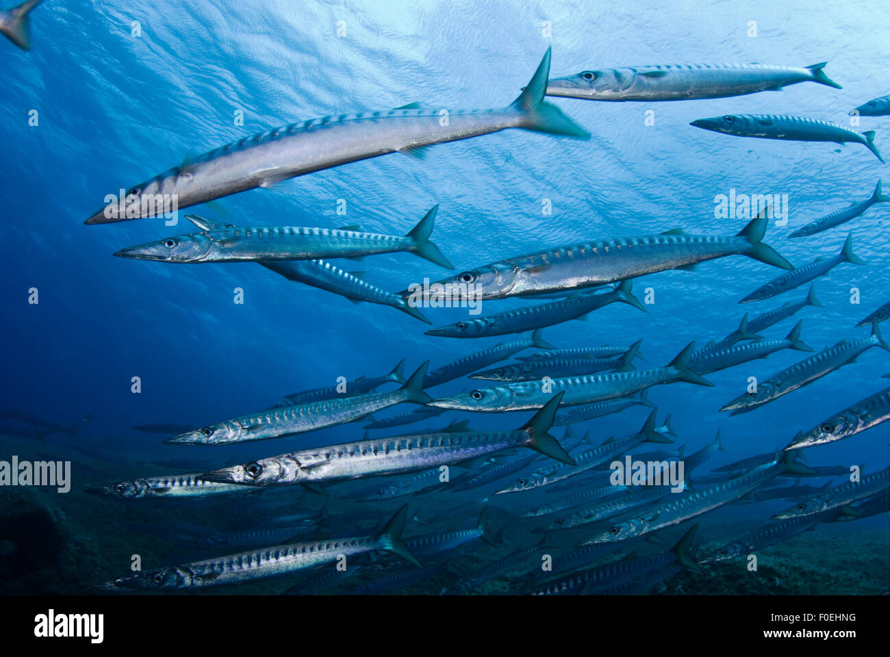 European barracuda sphyraena sphyraena hi-res stock photography and ...