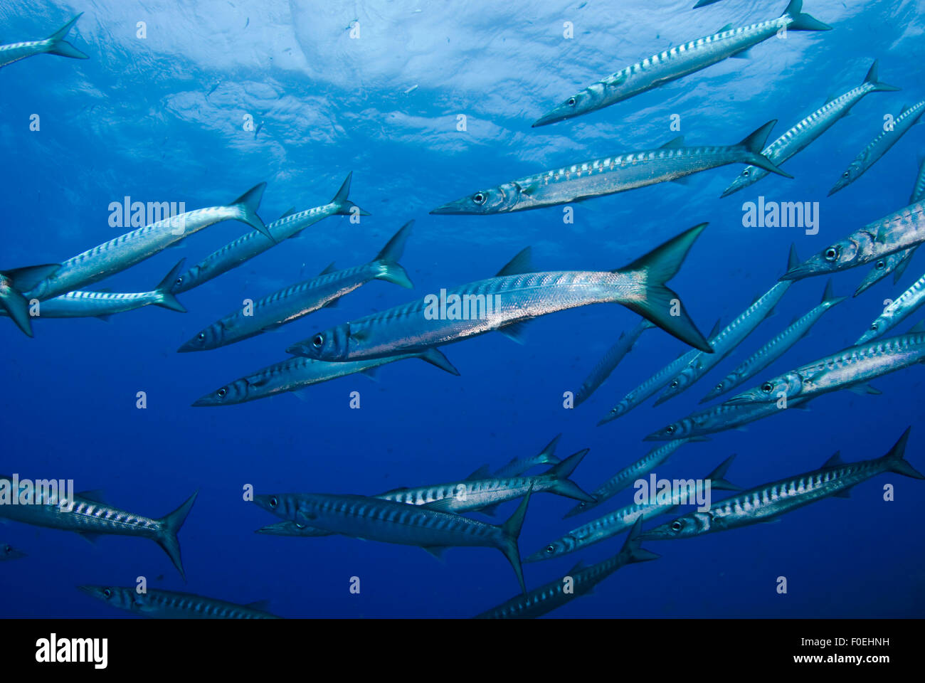 Striped barracudas hi-res stock photography and images - Alamy