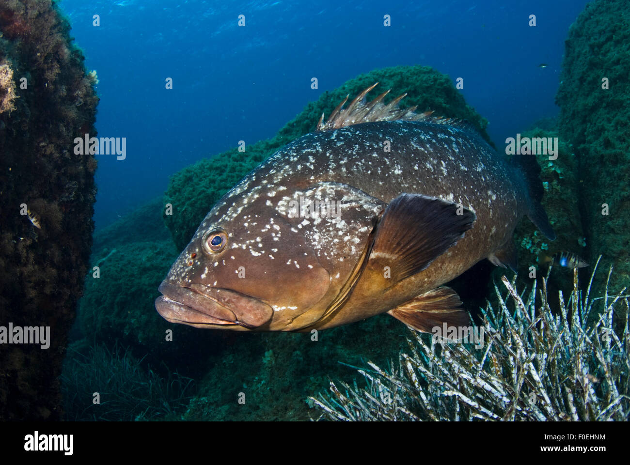 Dusky grouper (Epinephelus marginatus) amongst rocks with seagrass ...
