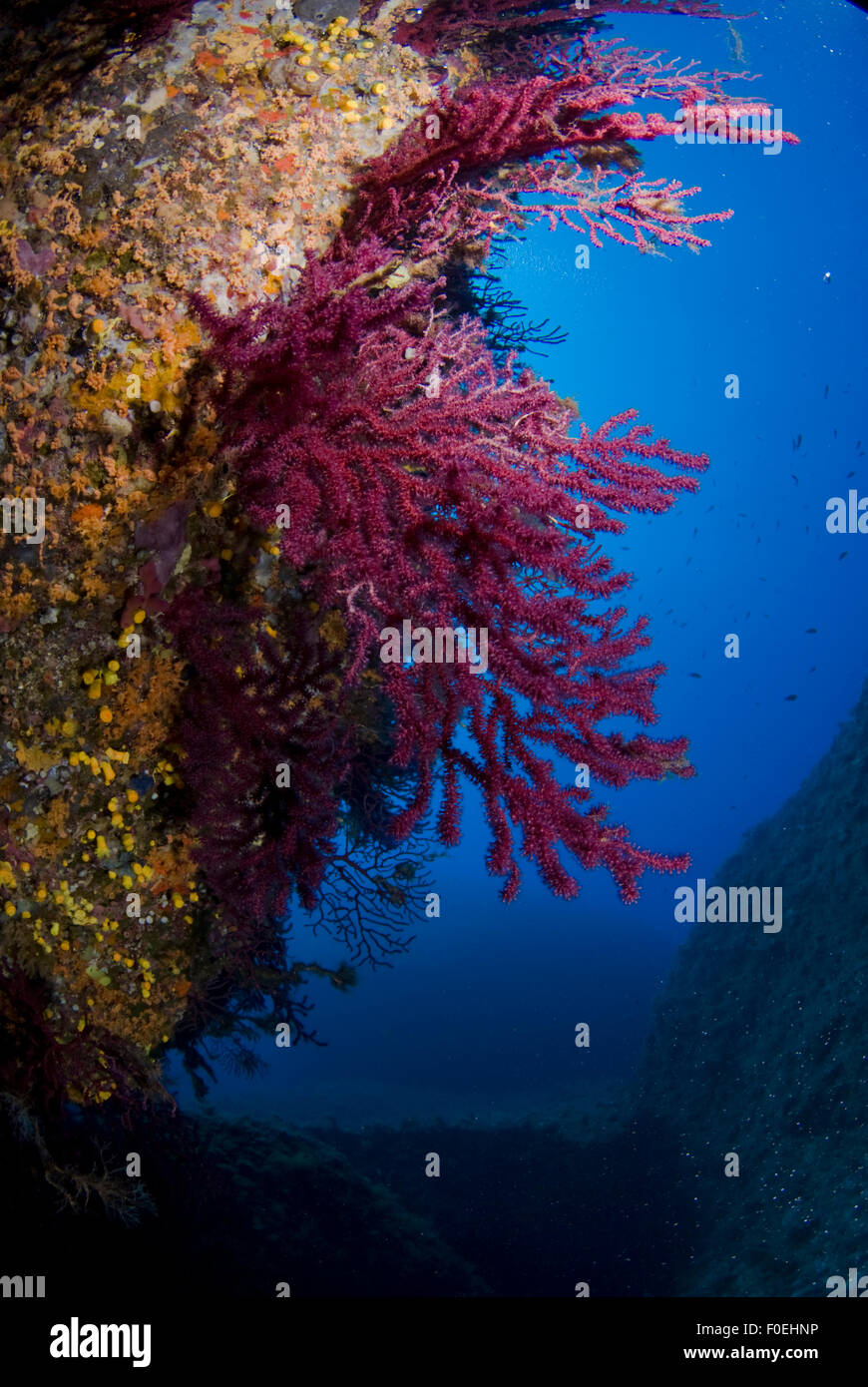 Gorgonian coral (Paramuricea clavata) on rock face covered with Yellow ...