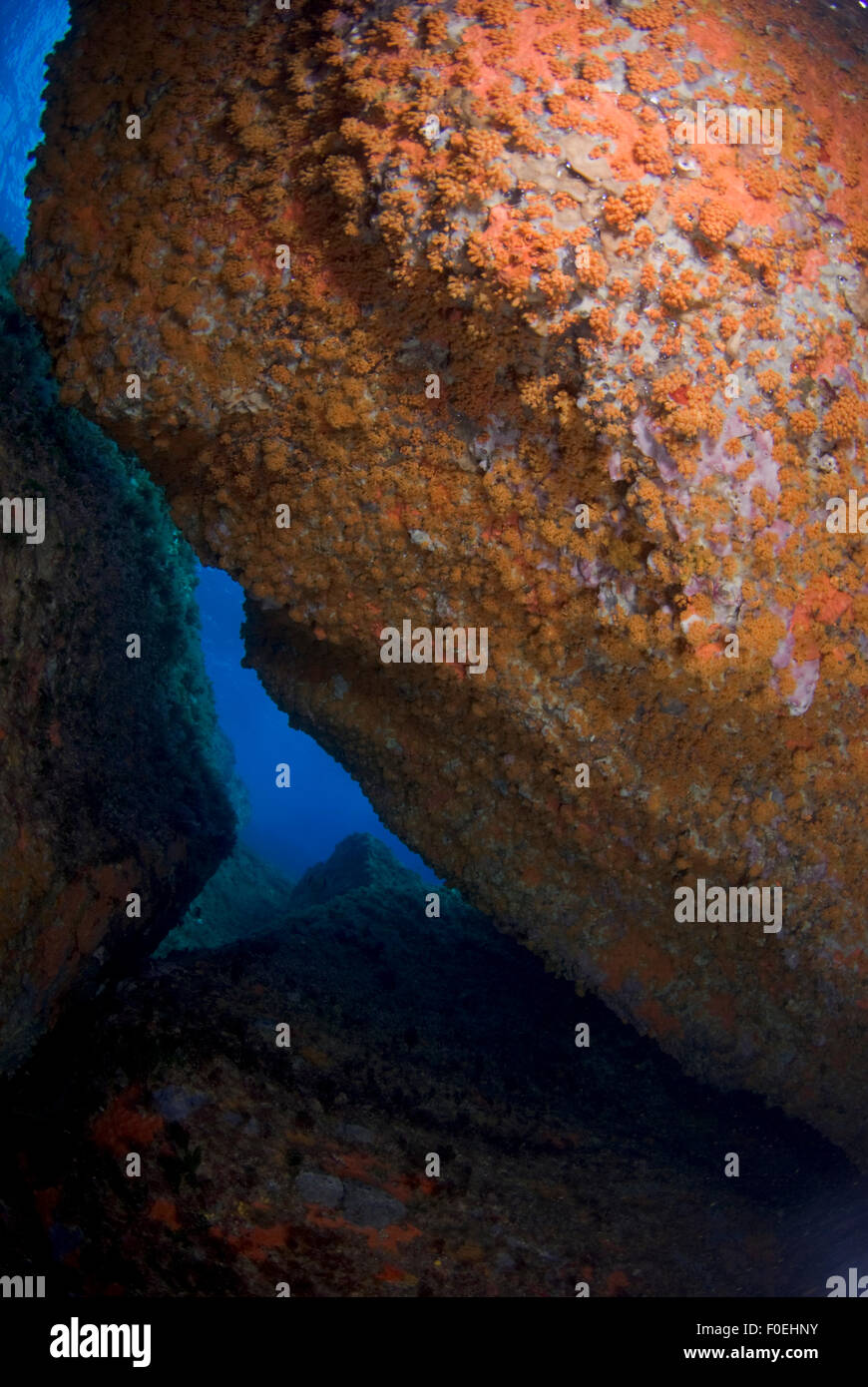Rock covered in Yellow encrusting anemones (Parazoanthus axinellae) and ...