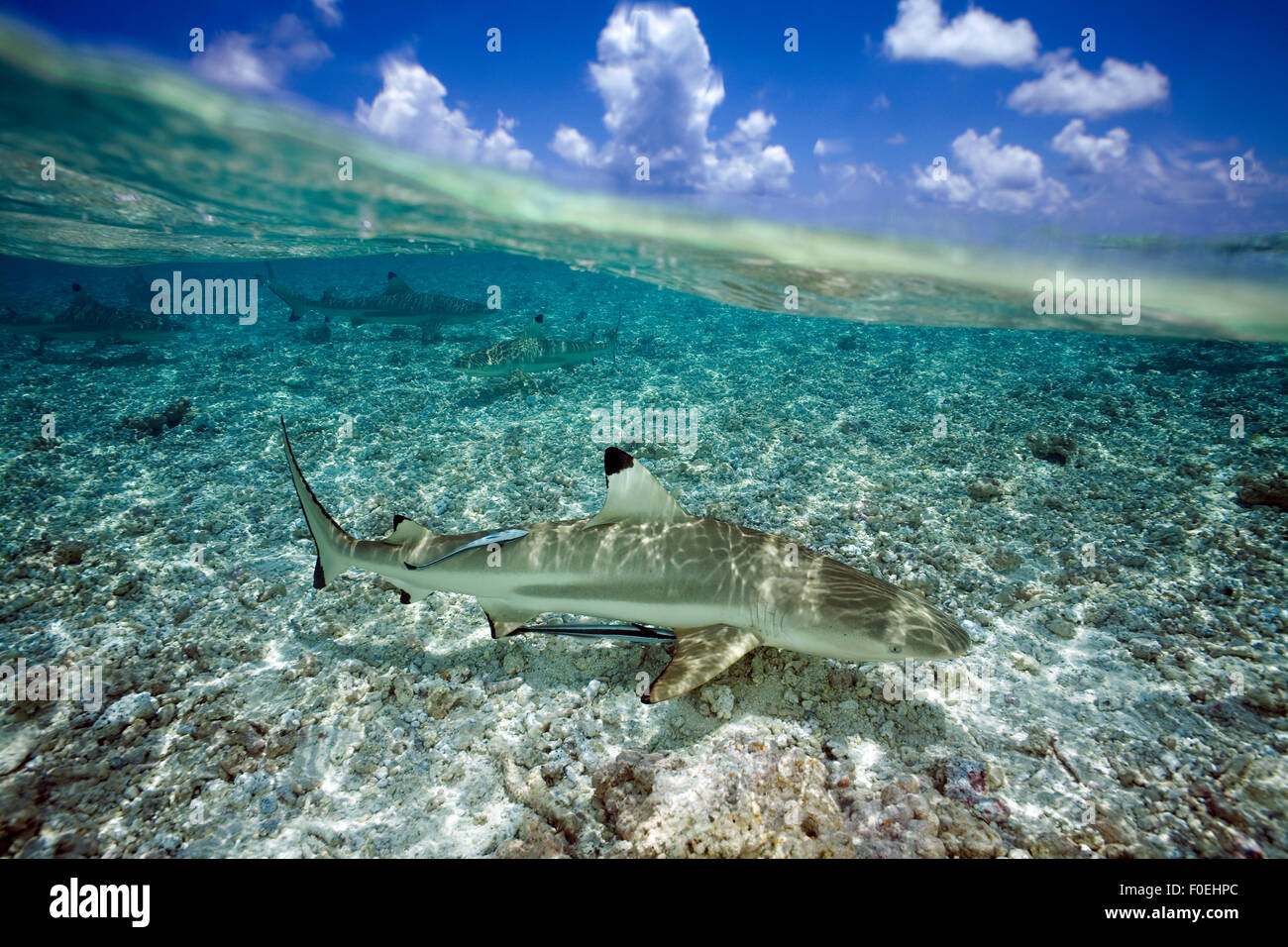 HALF UNDERWATER VIEW OF BLACKTIP REEF SHARK Stock Photo - Alamy