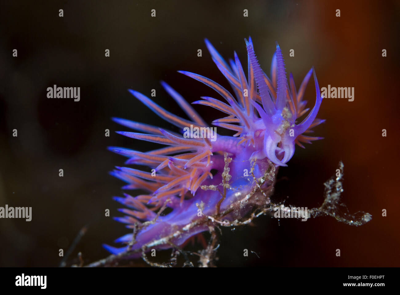 Violet flabellina hi-res stock photography and images - Alamy
