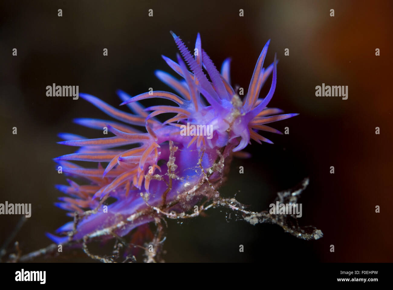 A violet Nudibranch / Sea slug (Flabellina affinis) feeding on hydroids ...