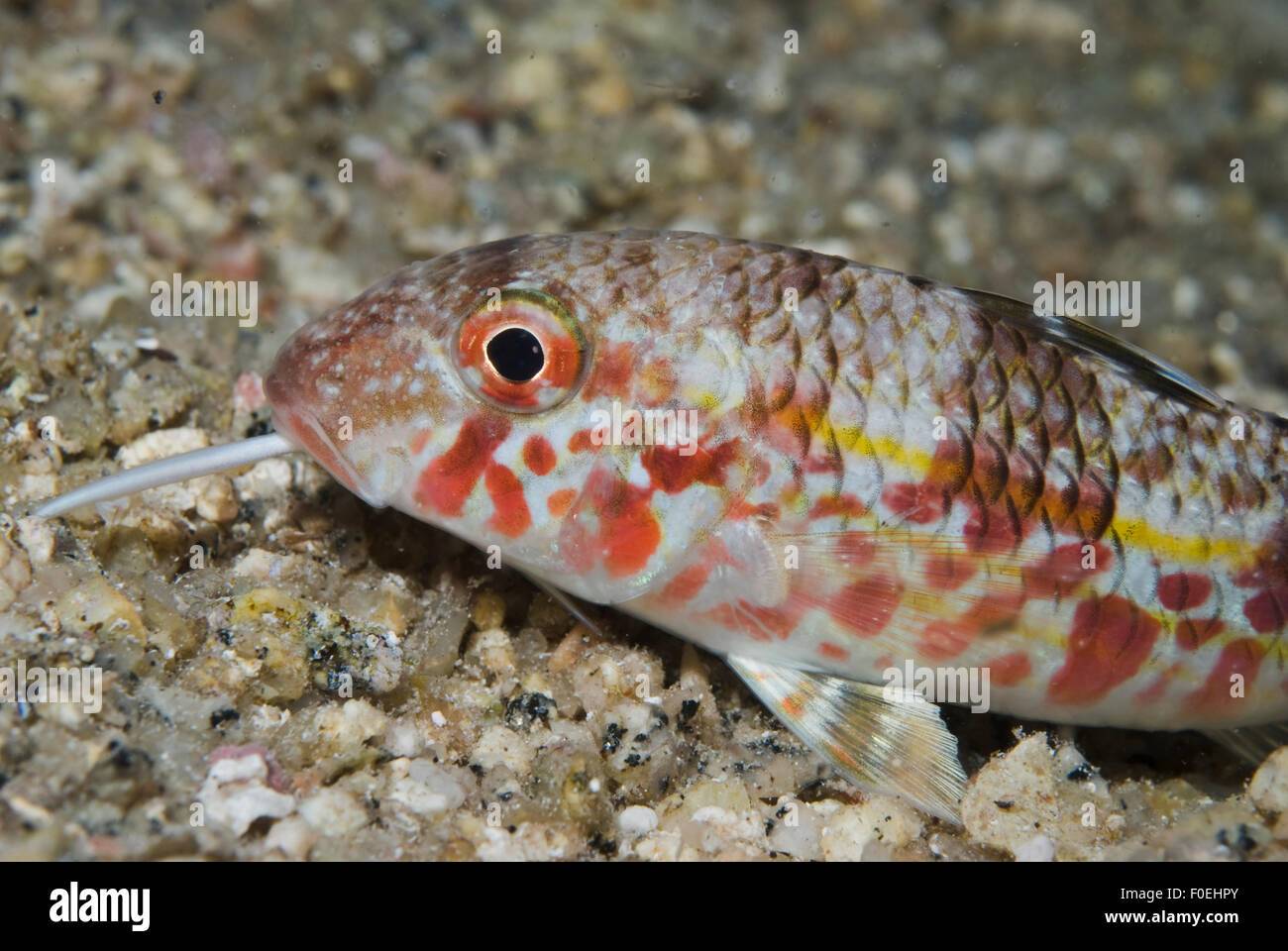 Striped red mullet mullus surmuletus hi-res stock photography and ...