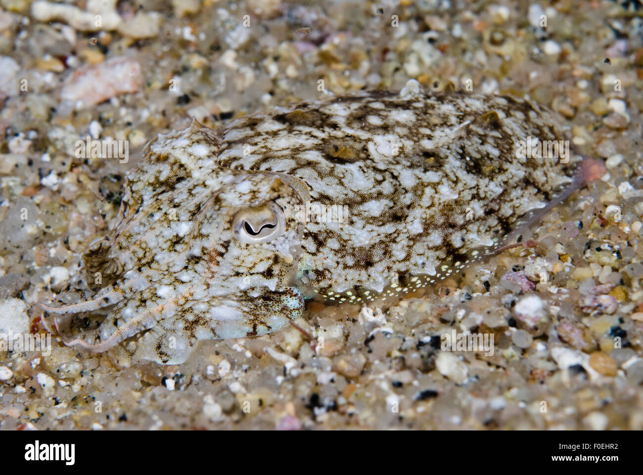 Common cuttlefish (Sepia officinalis) camouflaged, at night, Elephant ...