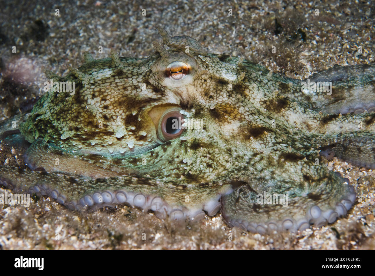 Common octopus (Octopus vulgaris) at night, Elephant Bay, Lavezzi ...
