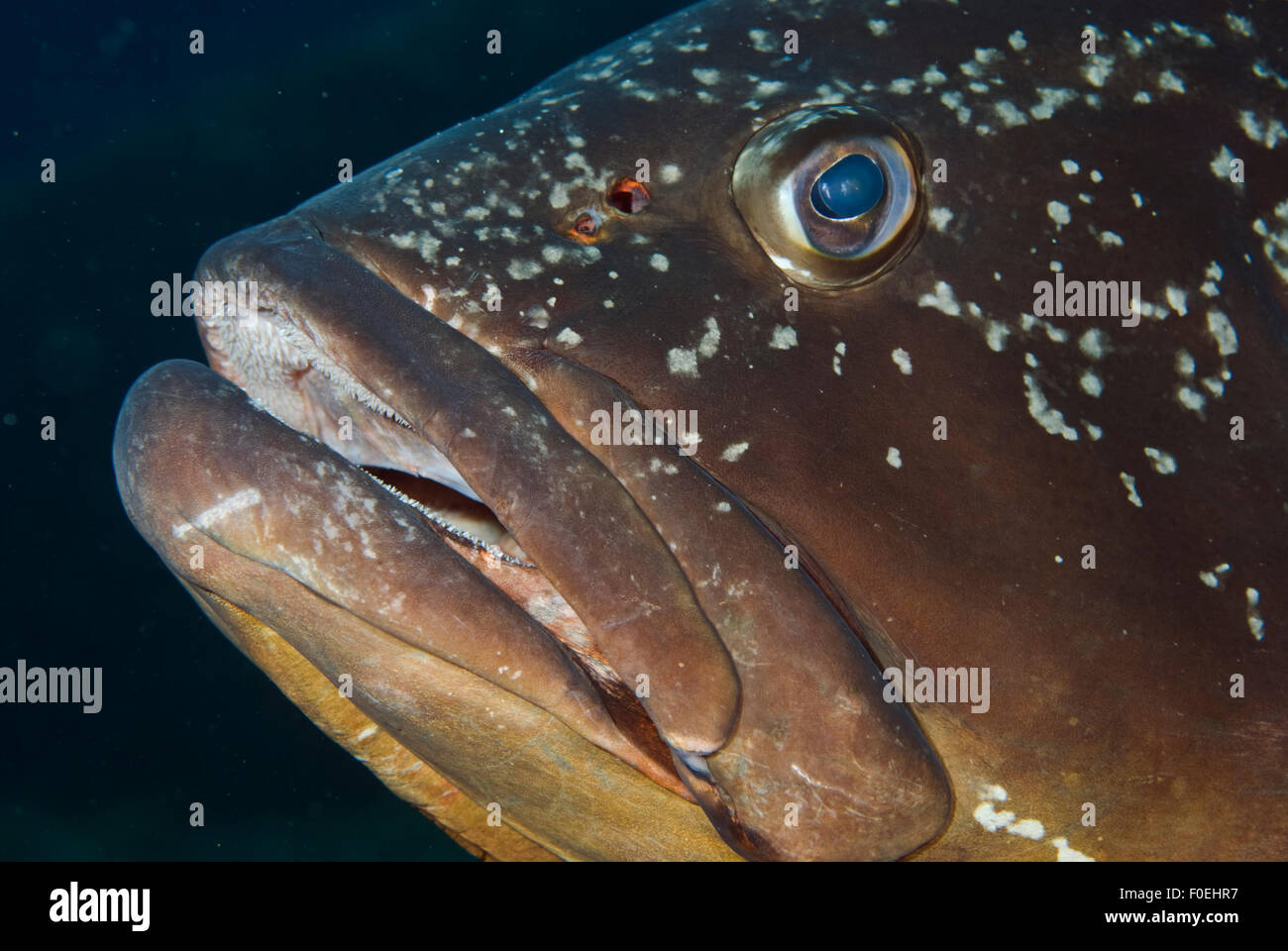 Dusky grouper (Epinephelus marginatus) close-up of face, Cala di Grecu ...