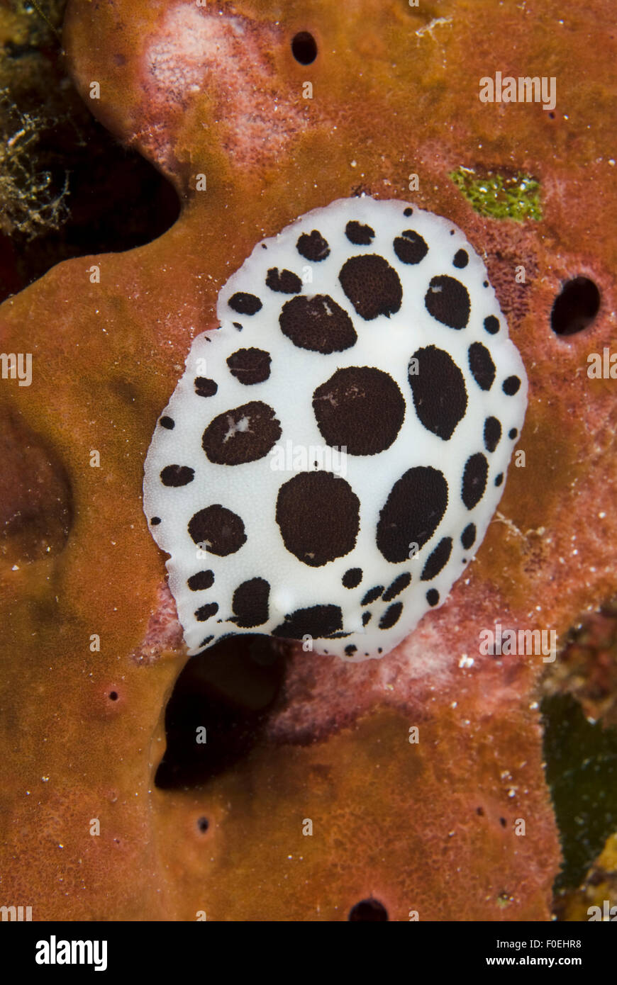 Atromaculata hi-res stock photography and images - Alamy