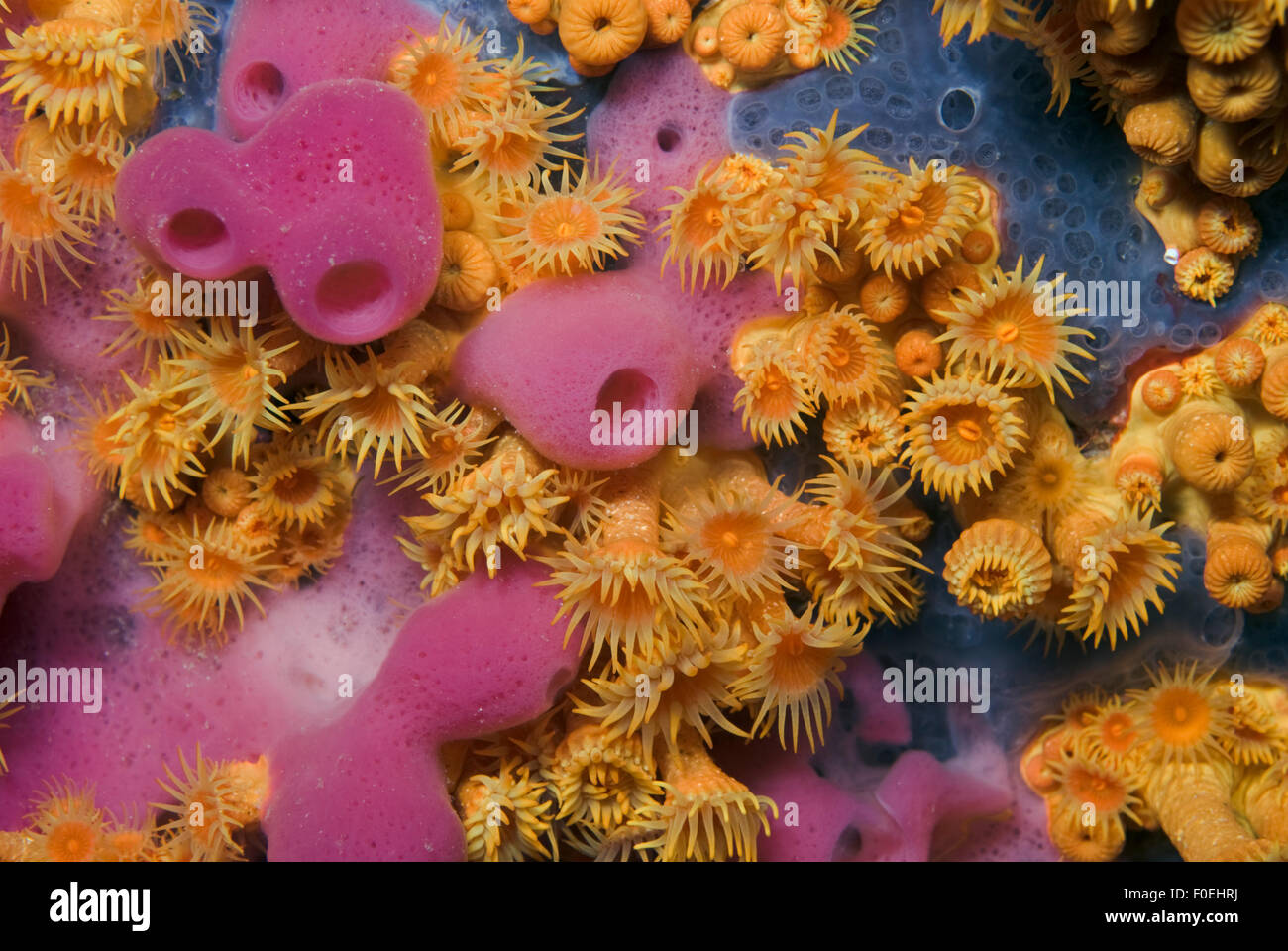 Yellow encrusting anemones (Parazoanthus axinellae) and sponge ...