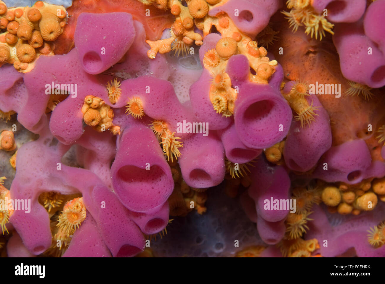 Yellow encrusting anemones (Parazoanthus axinellae) and sponge ...
