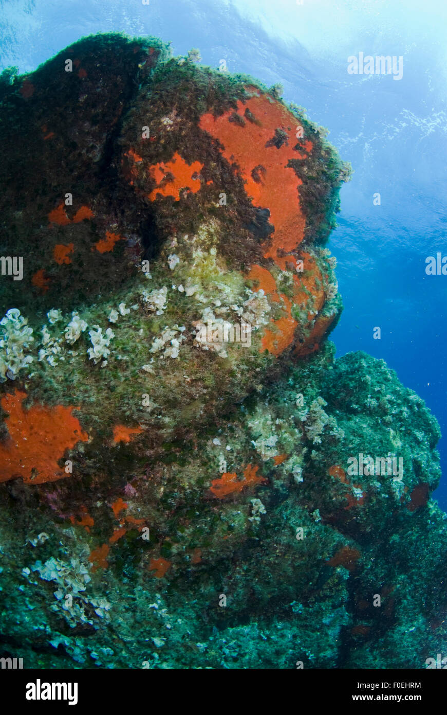 Rock encrusted with colourful sponges, and algae, Cerbicale Islands ...