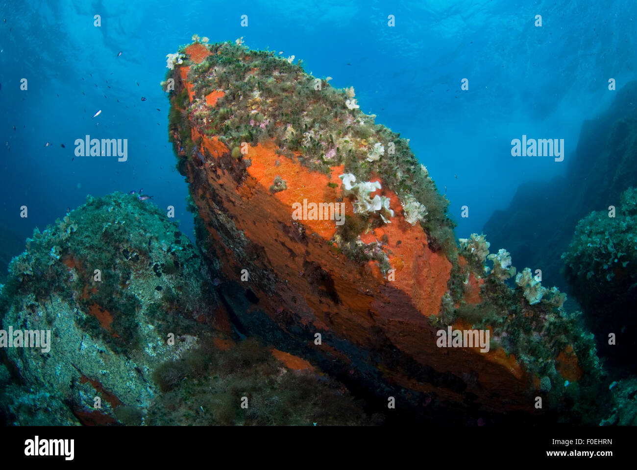Rock encrusted with colourful sponges, and algae, in turbulent seas ...