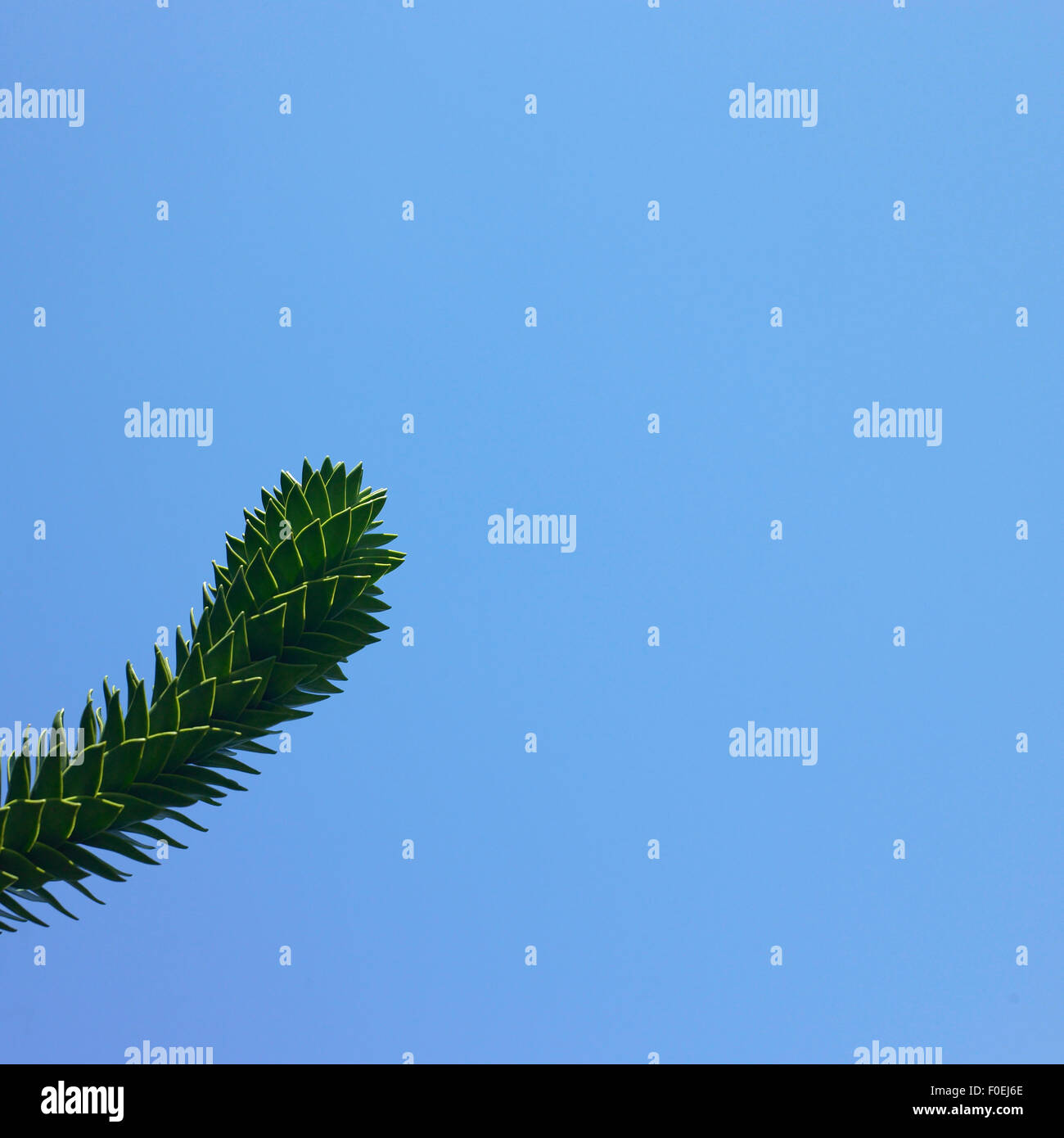 Monkey puzzle tree tip hi-res stock photography and images - Alamy