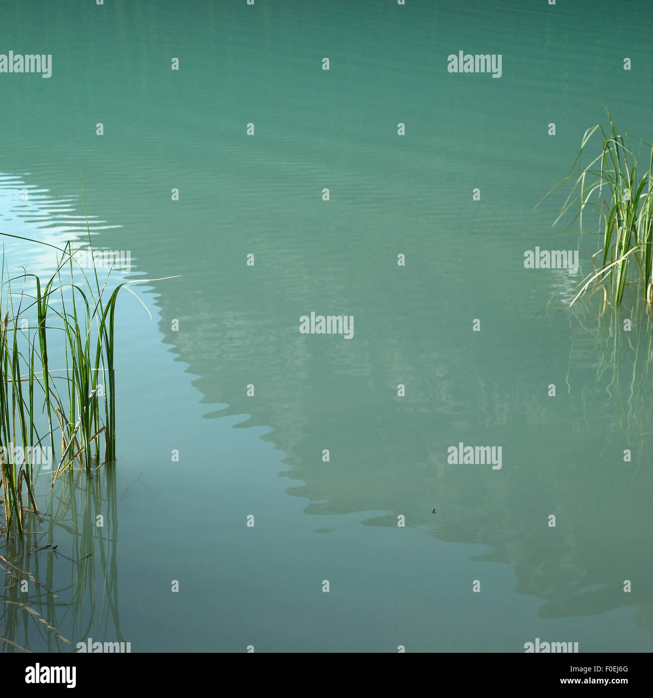 Long green grass growing in turquoise lake Stock Photo - Alamy