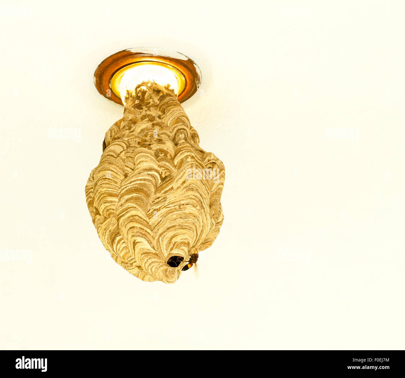 A wasp nest built from the base of an electric bulb. The natural ...