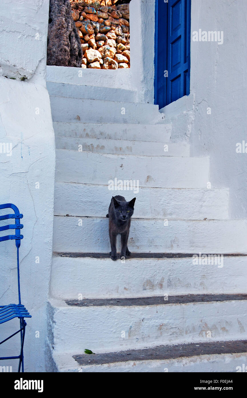 A gray cat on steps in the backstreets of Loutro a village in southern ...