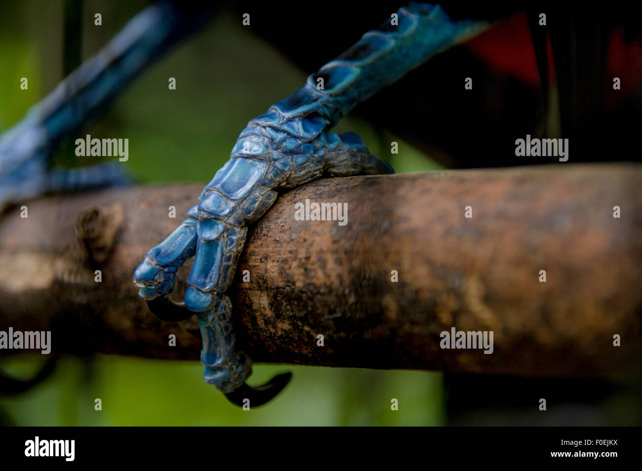 close up toucan claw Stock Photo - Alamy