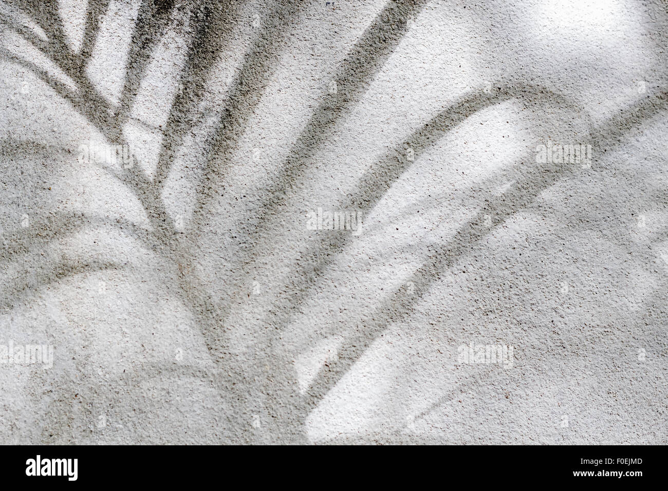 Palm tree shadow on rough and old concrete wall Stock Photo - Alamy