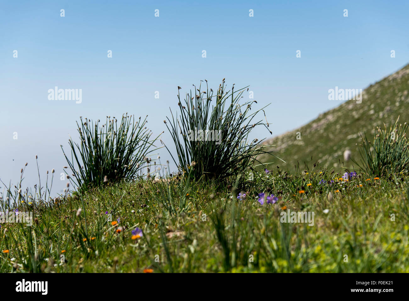 Summer mountain landscape in Almaty, Kazakhstan Stock Photo - Alamy