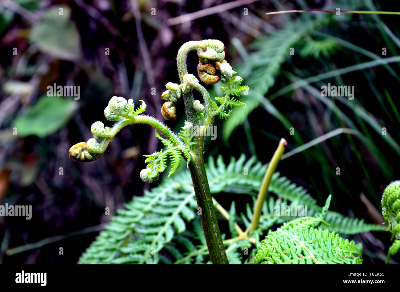 Tender ferns hi-res stock photography and images - Alamy