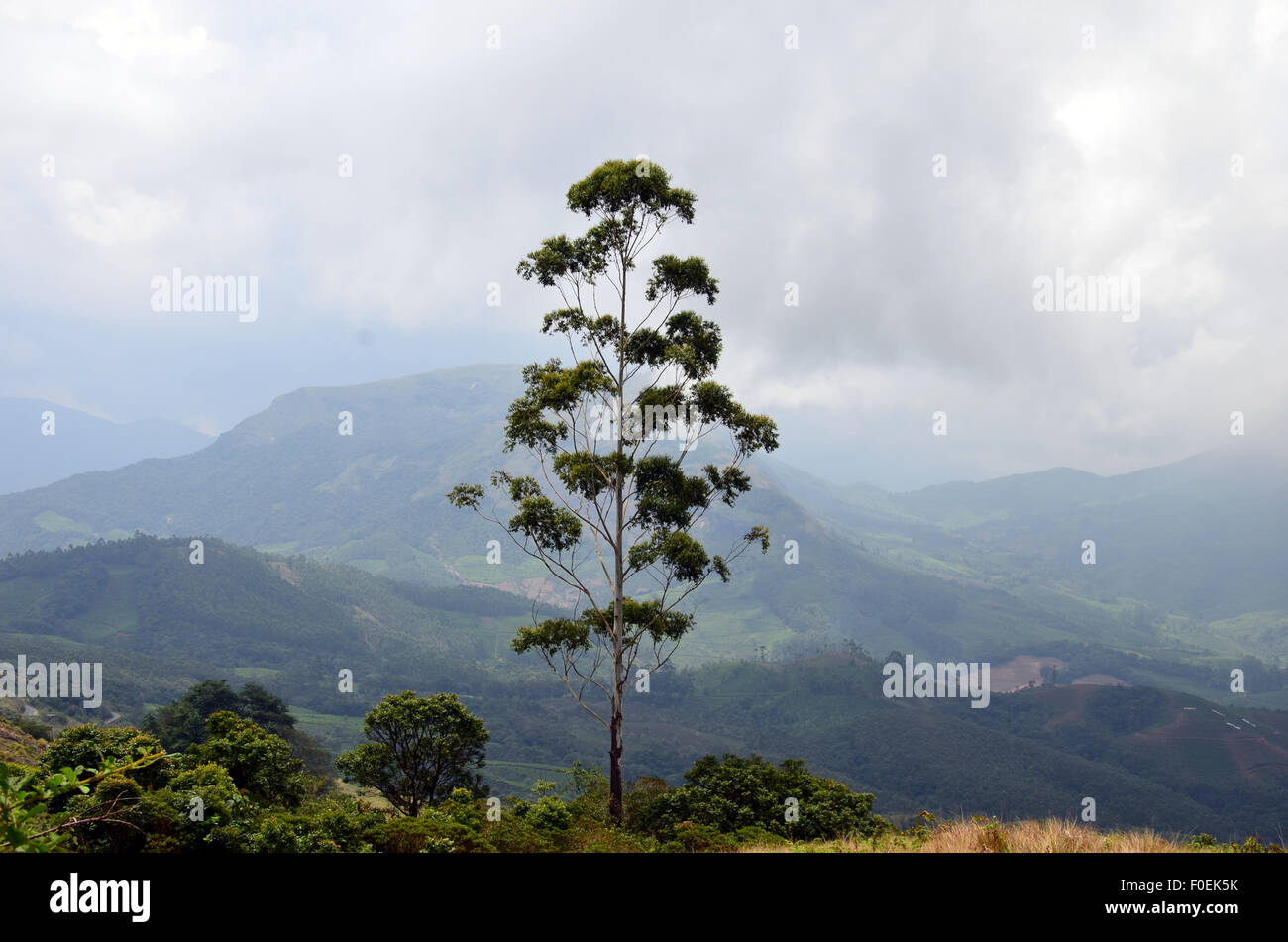 Neelagiri hi-res stock photography and images - Alamy