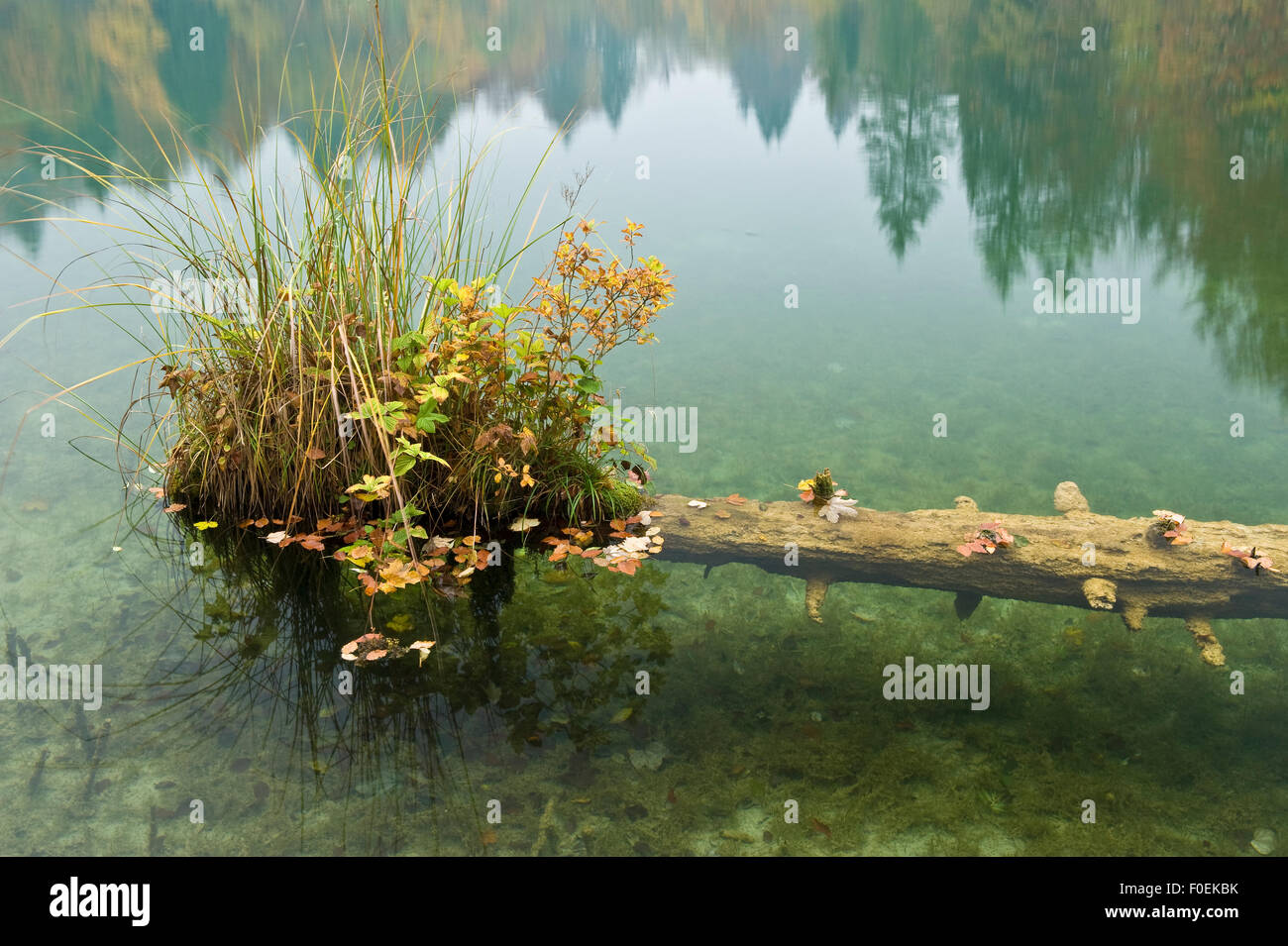 Vegetation colonising sunken tree trunk hi-res stock photography and ...