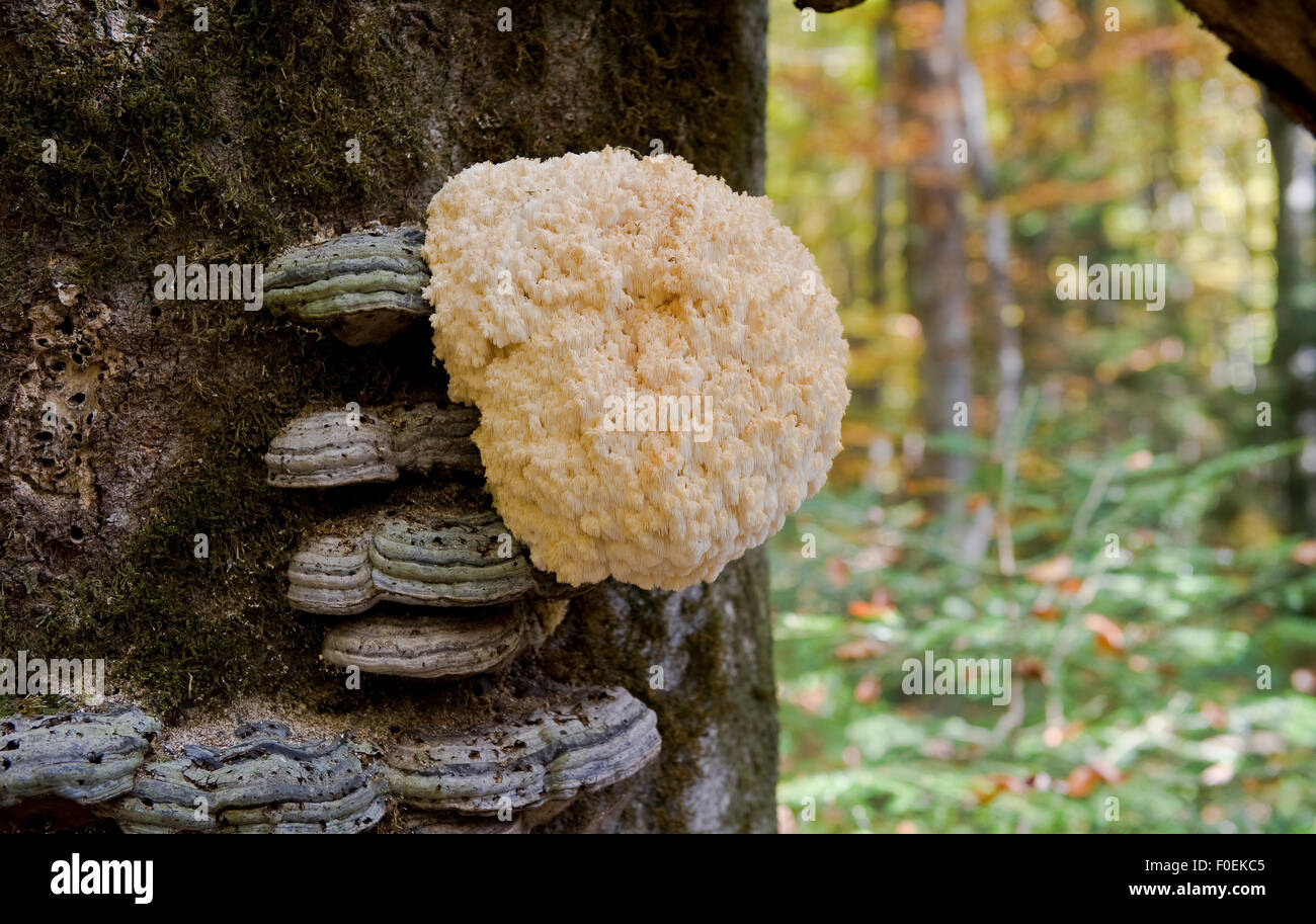 Bearded tooth fungus (Hericium erinaceum) and Polypore bracket growing ...