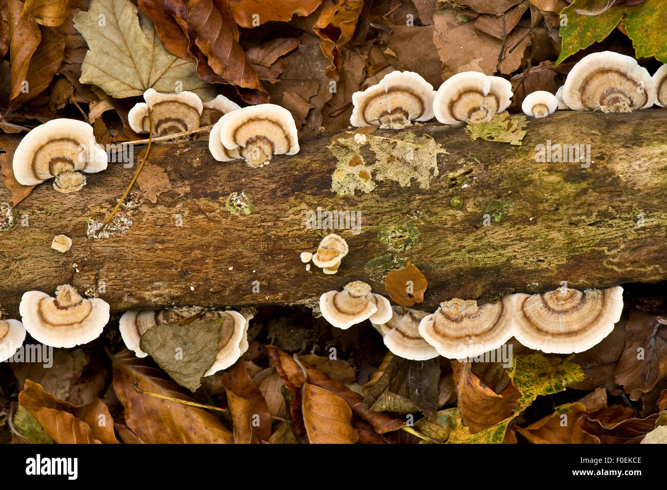 Lenzites betulina and Multicolor gill polypore fungus growing on a ...