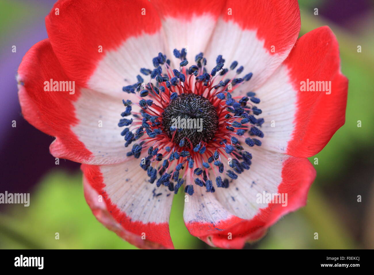 Single Red Anemone flower Stock Photo - Alamy