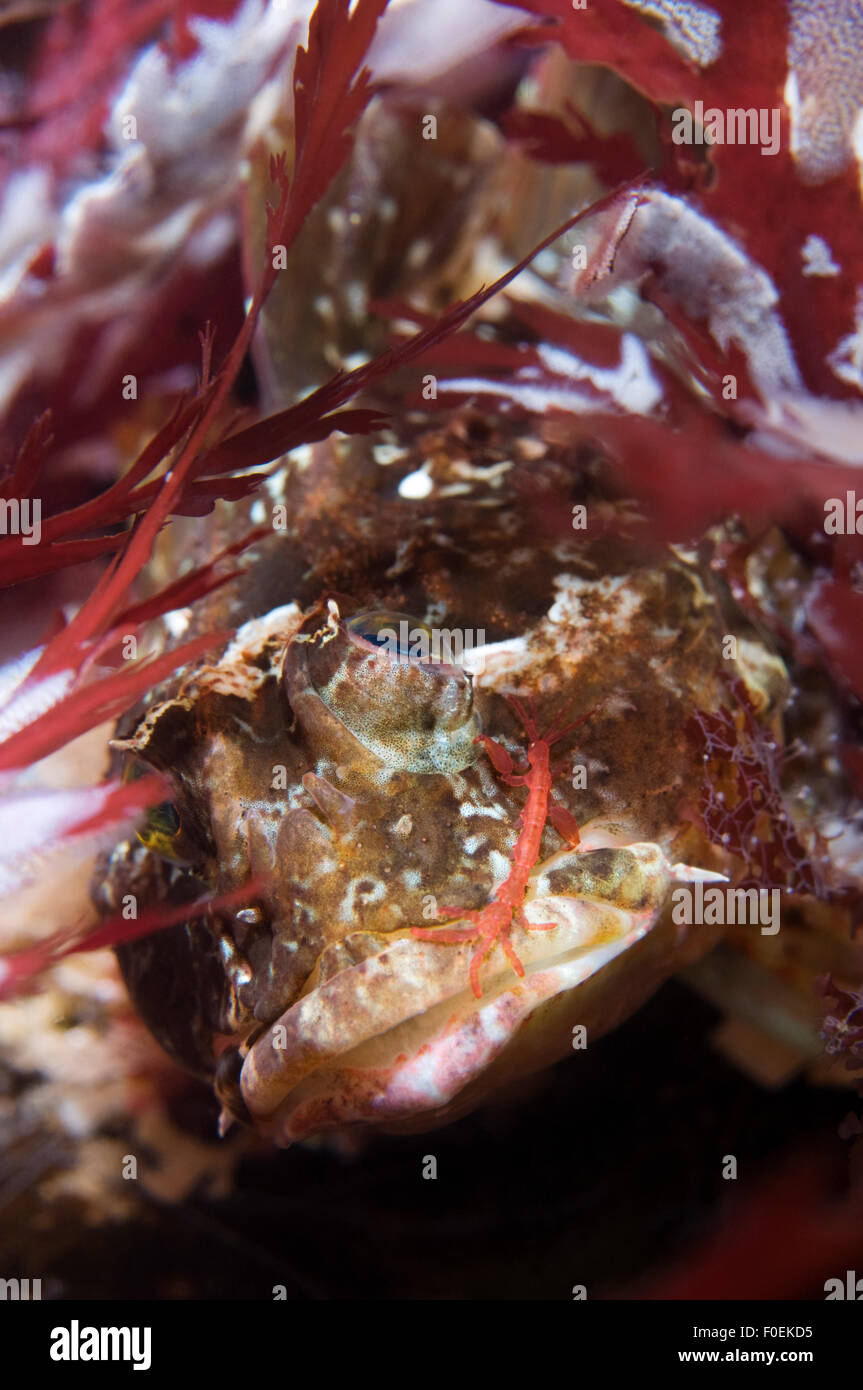 Fish sea animals plants seaweed High Resolution Stock Photography and ...