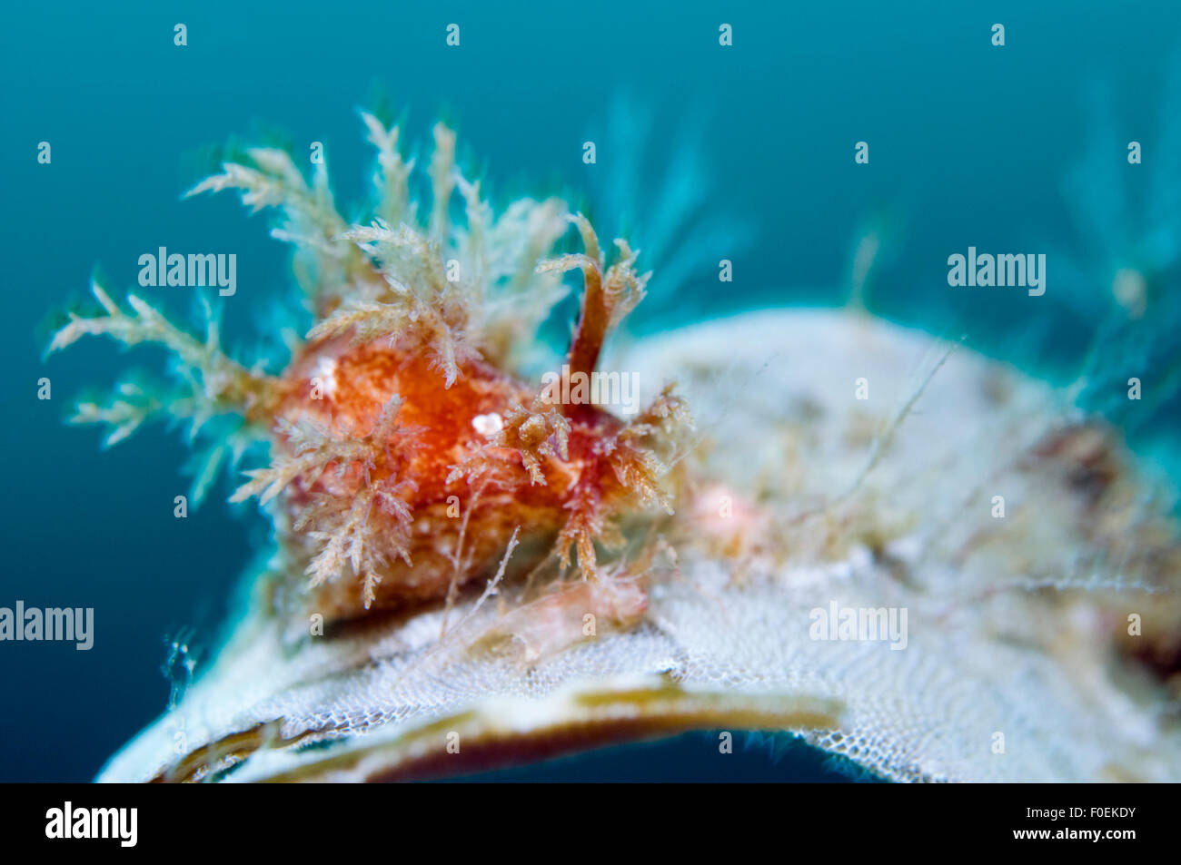 Membranipora membranacea hi-res stock photography and images - Alamy