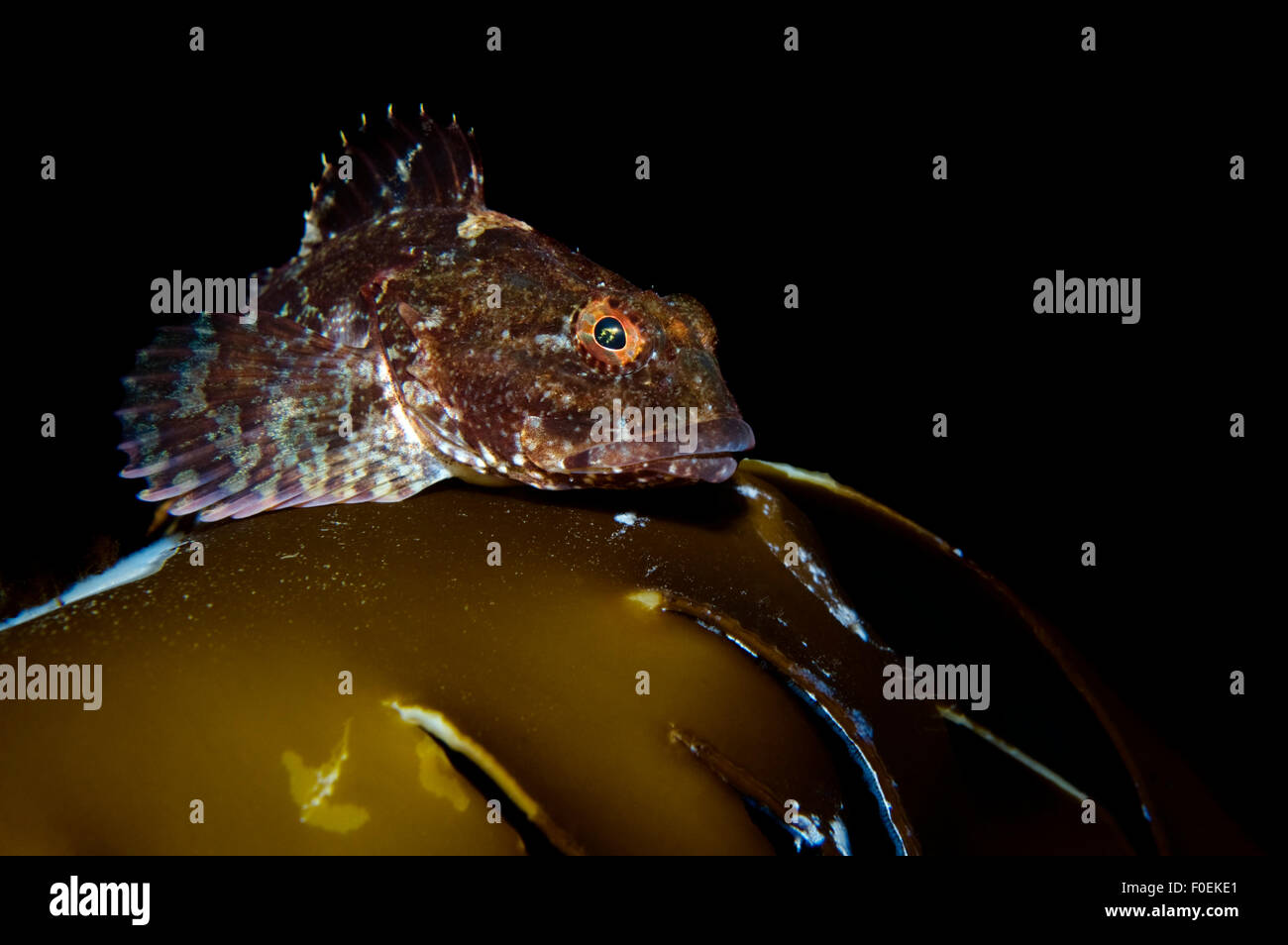 Short spined scorpion fish hi-res stock photography and images - Alamy