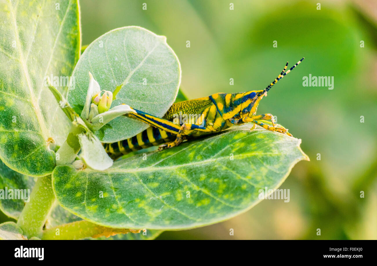 Gaudy High Resolution Stock Photography and Images - Alamy