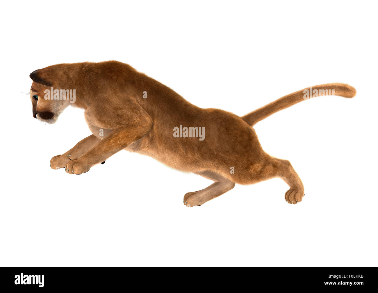 3D digital render of a big cat puma climbing isolated on white ...