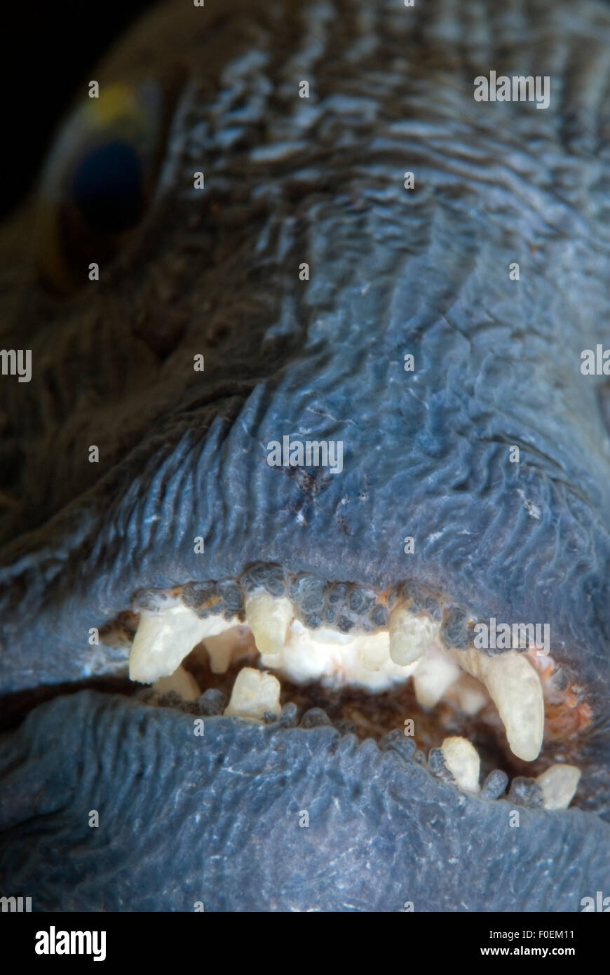 Boney face hi-res stock photography and images - Alamy