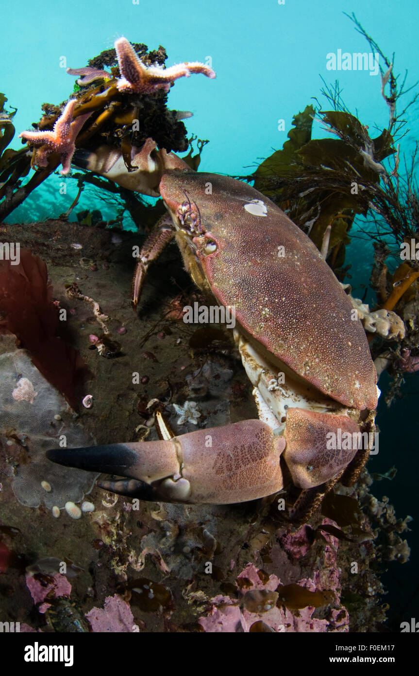 Edible crab (Cancer pagurus) with starfish and vegetation in claw ...