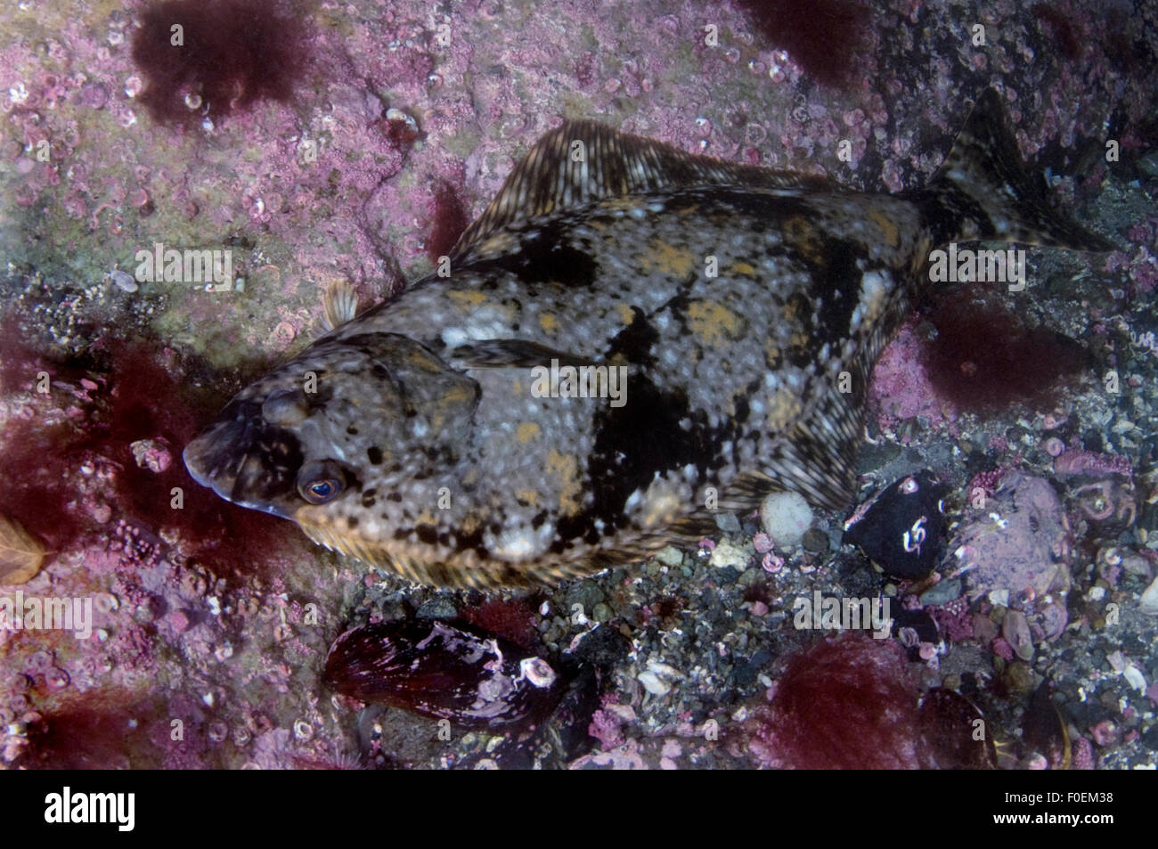Atlantic halibut hippoglossus hippoglossus hi-res stock photography and ...
