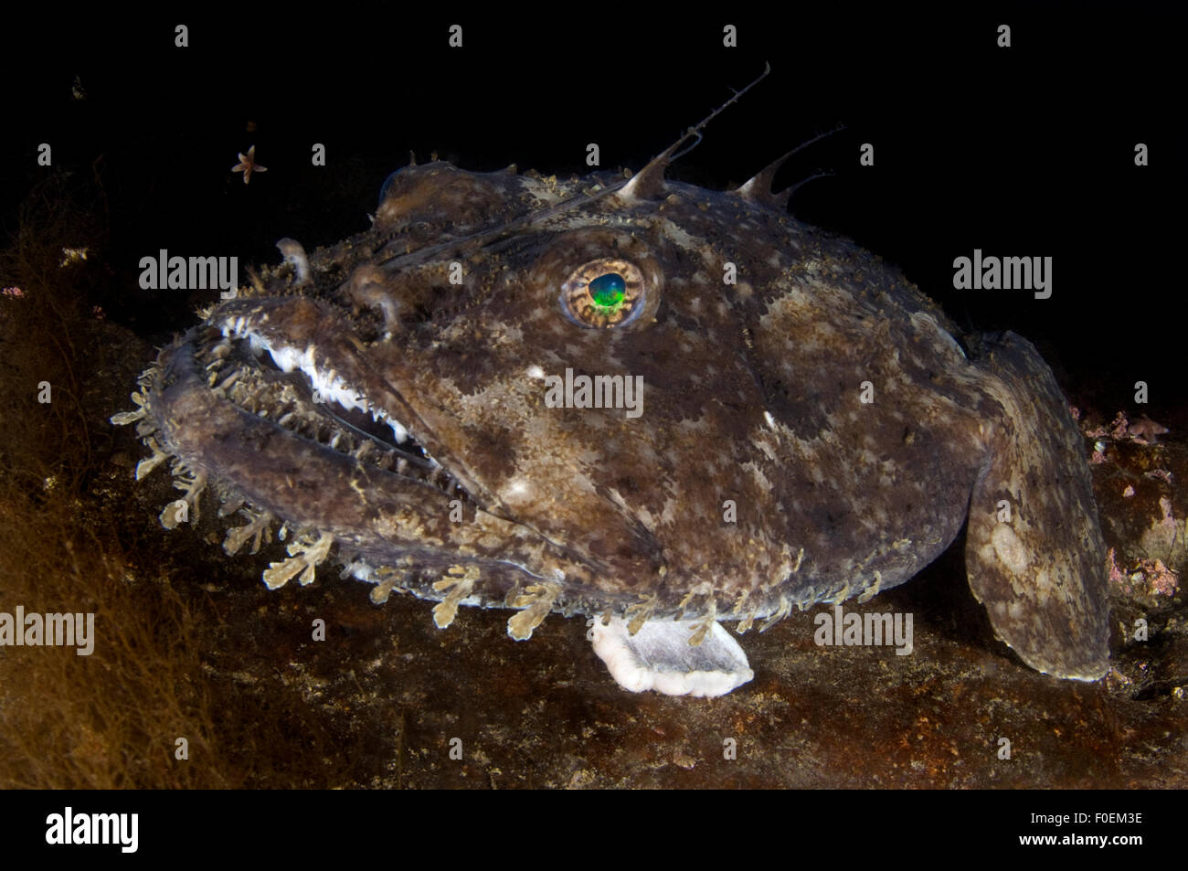 Lophius piscatorius hi-res stock photography and images - Alamy