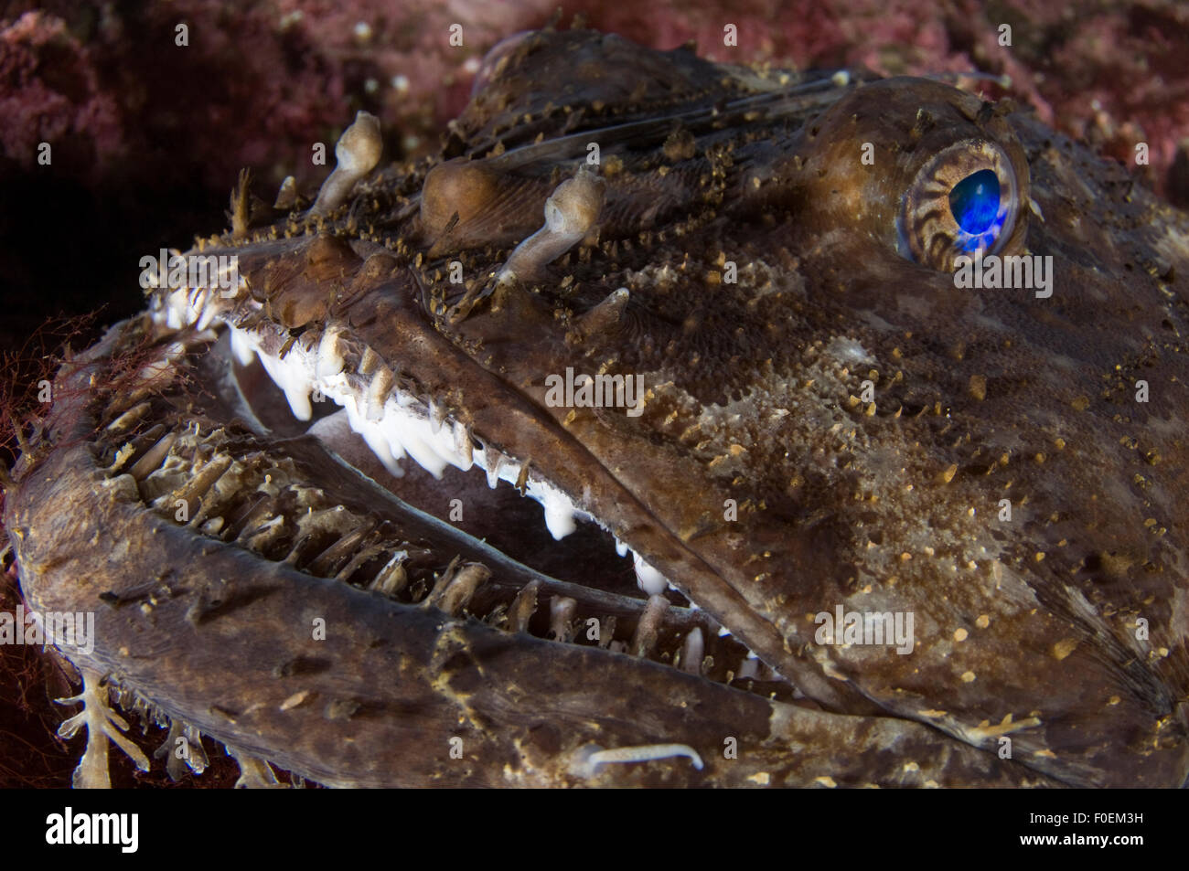 Anglerfish (Lophius piscatorius) with mouth slightly open, Saltstraumen ...