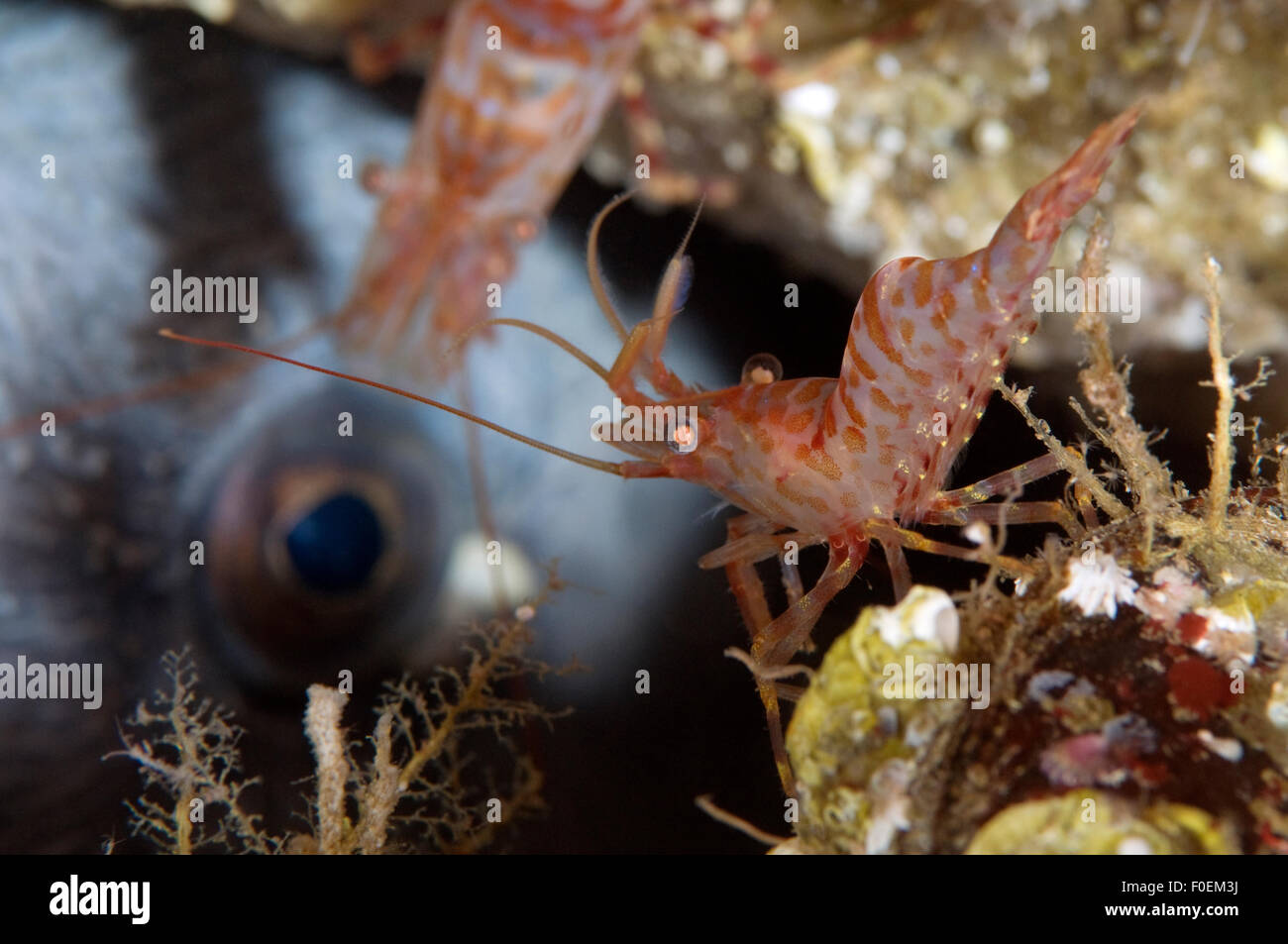 Shrimps (Lebbeus polaris) looking at an Atlantic wolffish (Anarhichas ...