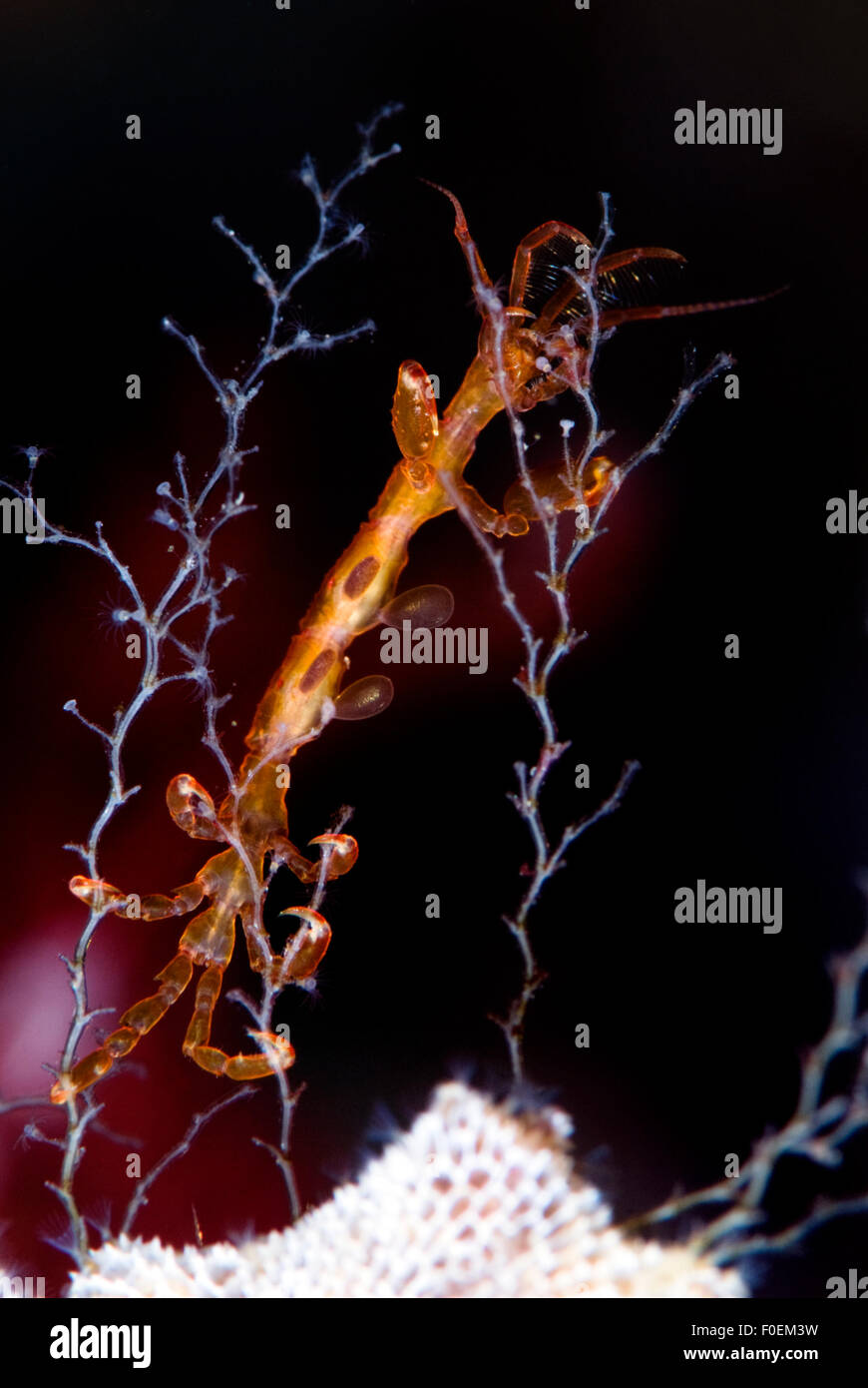 Skeleton shrimp (Caprellidea sp) on a hydroid on Sea-mat / Lacy crust ...