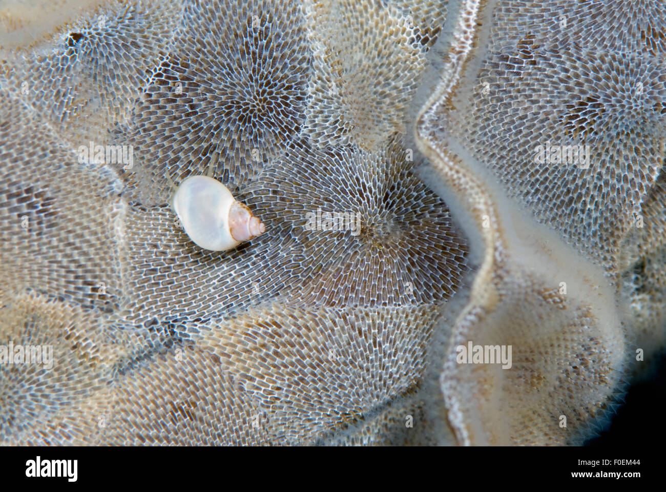 Northern lacuna hi-res stock photography and images - Alamy