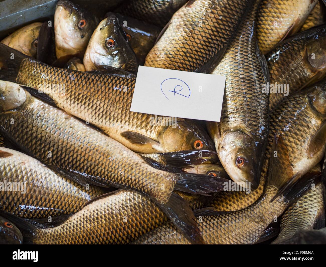 Farm raised fish hi-res stock photography and images - Alamy