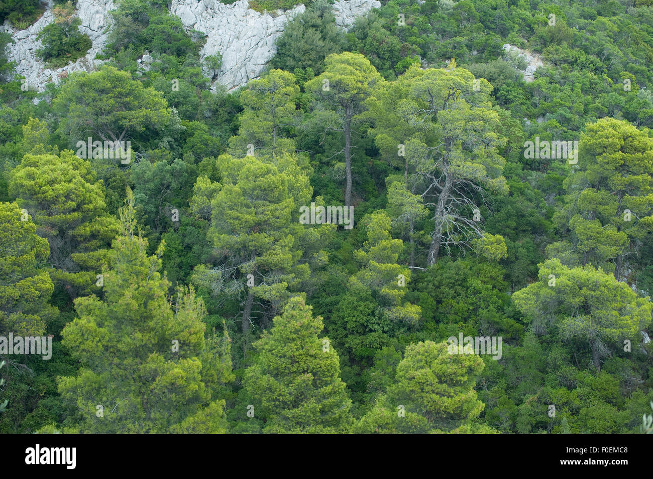 Pine trees, Alonissos island, Greece, September 2008 Stock Photo - Alamy