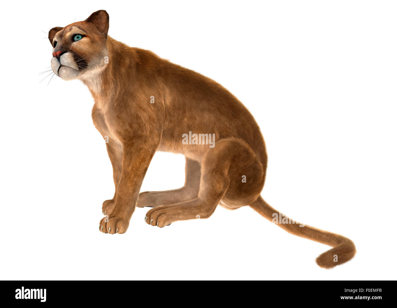 3D digital render of a big cat puma sitting isolated on white ...